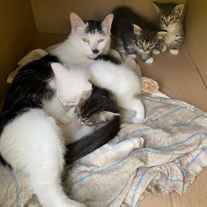 Котята в добрые руки