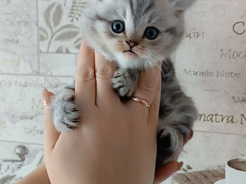 Шотландские котята серебристая шиншилла