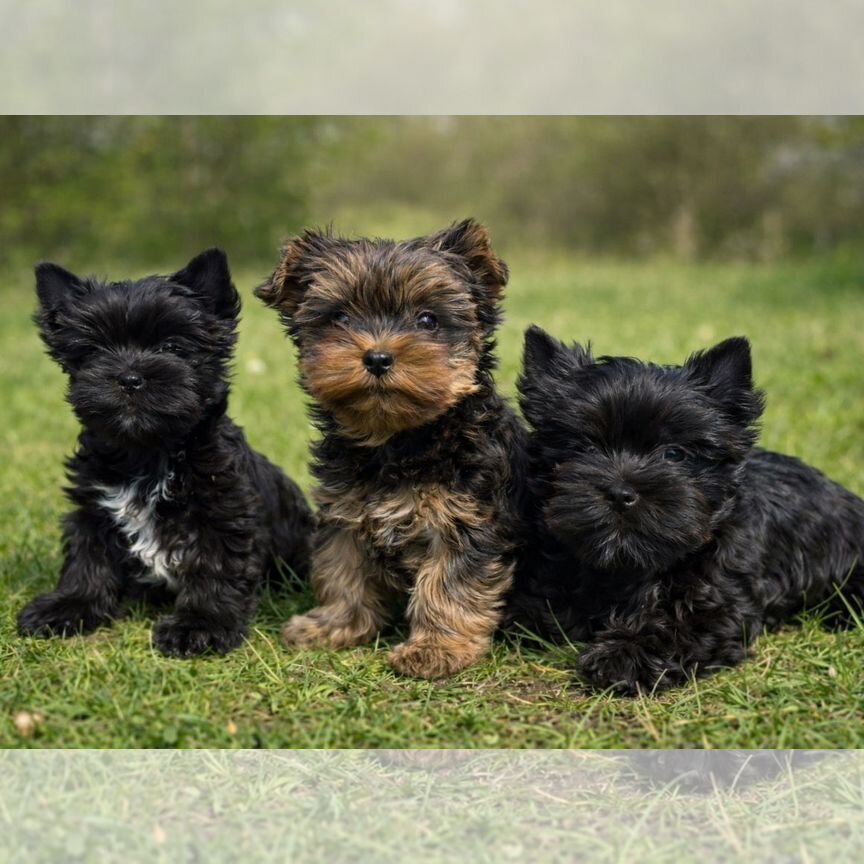 Йоркширский терьер, щенок