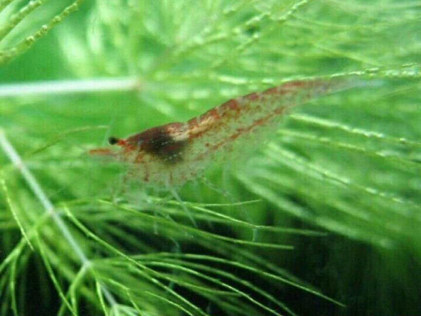 Аквариумные креветки вишня, растения