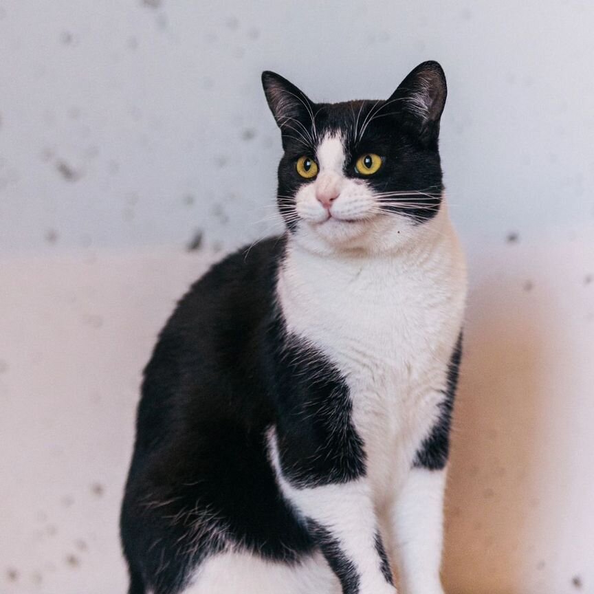 Кот Пупсик 2 года