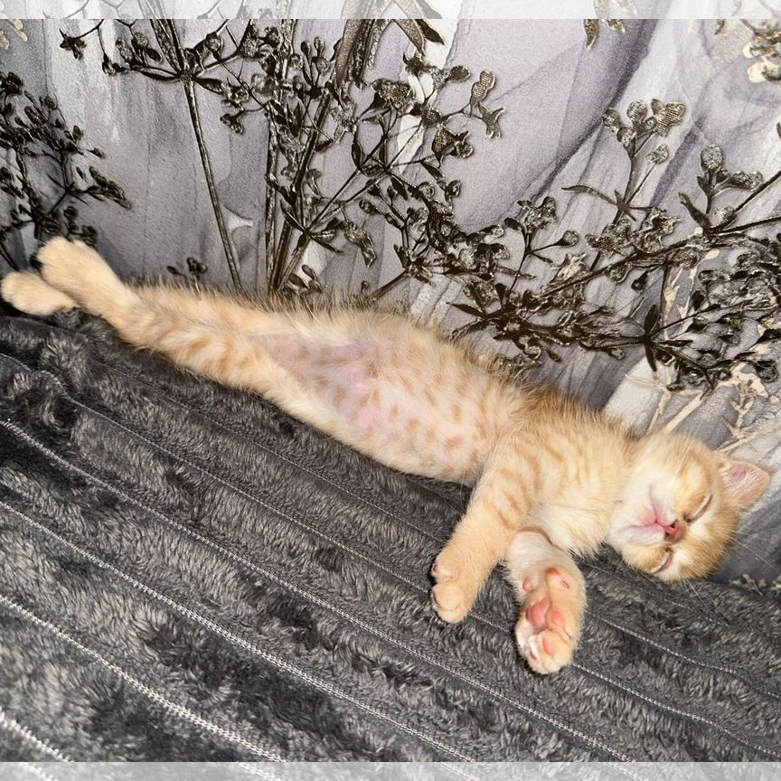 Шотландская вислоухая