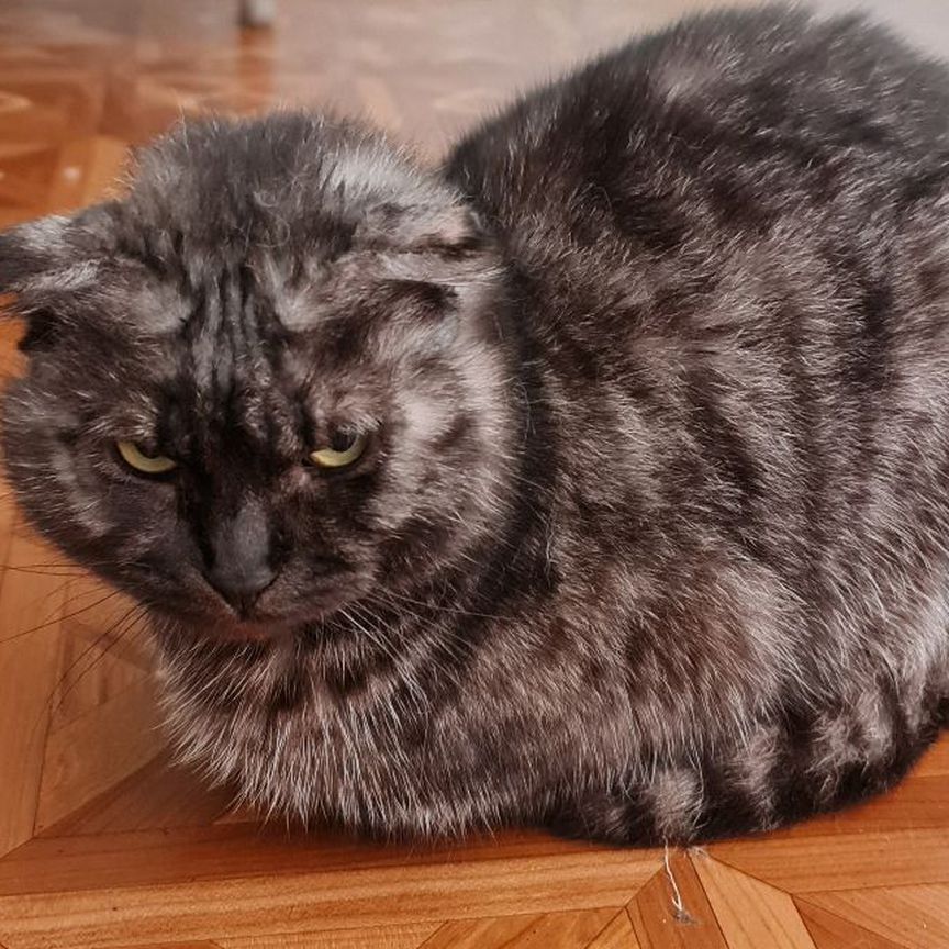 Молодой шотландский котик 7 месяцев