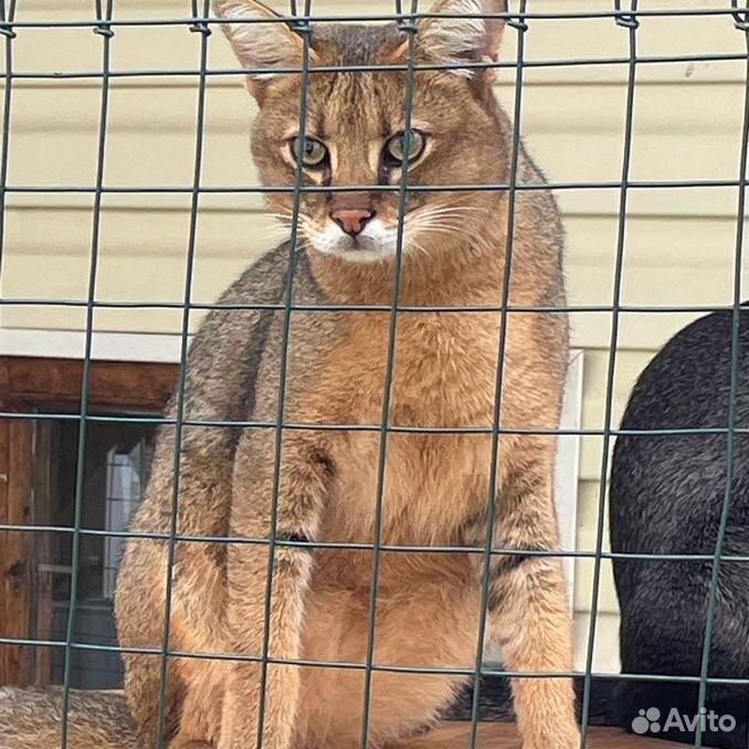 Семья Чаузи Ф1 с документами