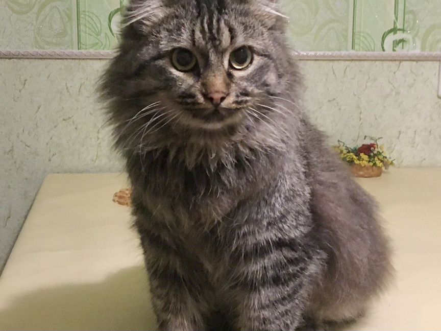 Чудо-чудное в дар