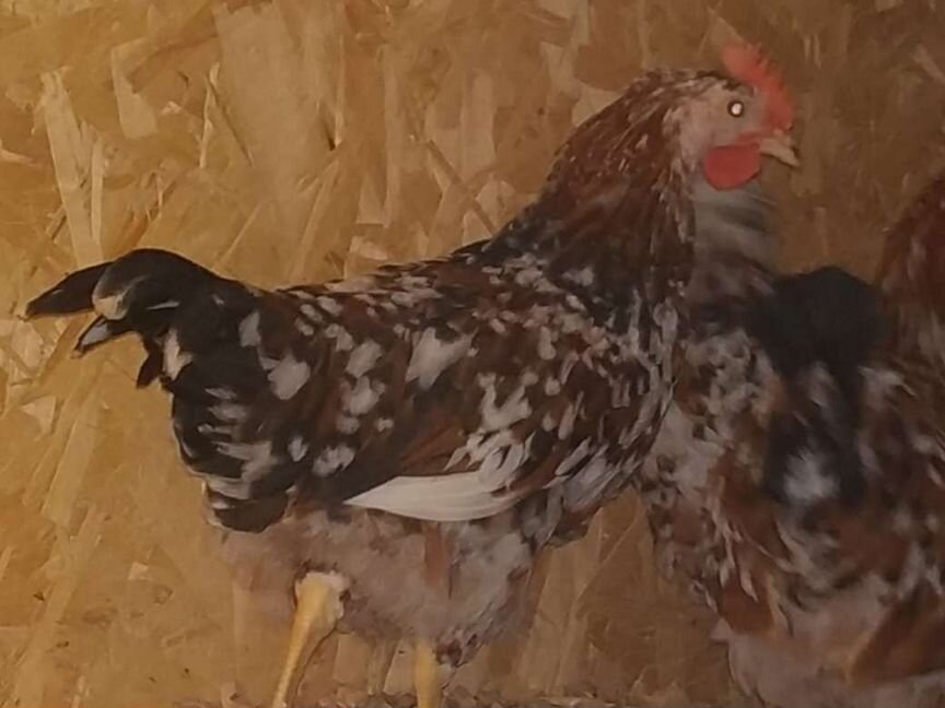 Петух легорн красный мрамор