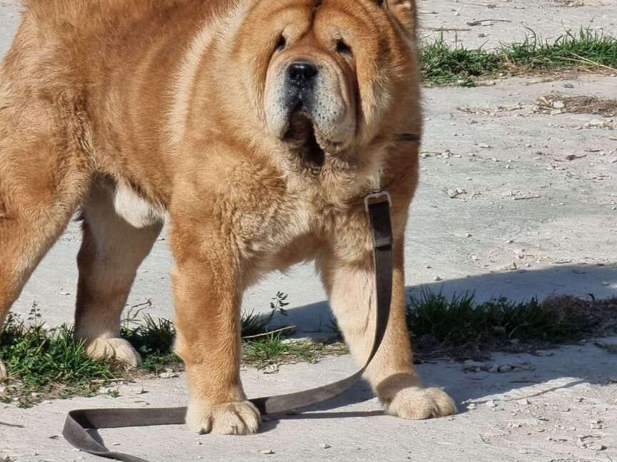Чау-чау