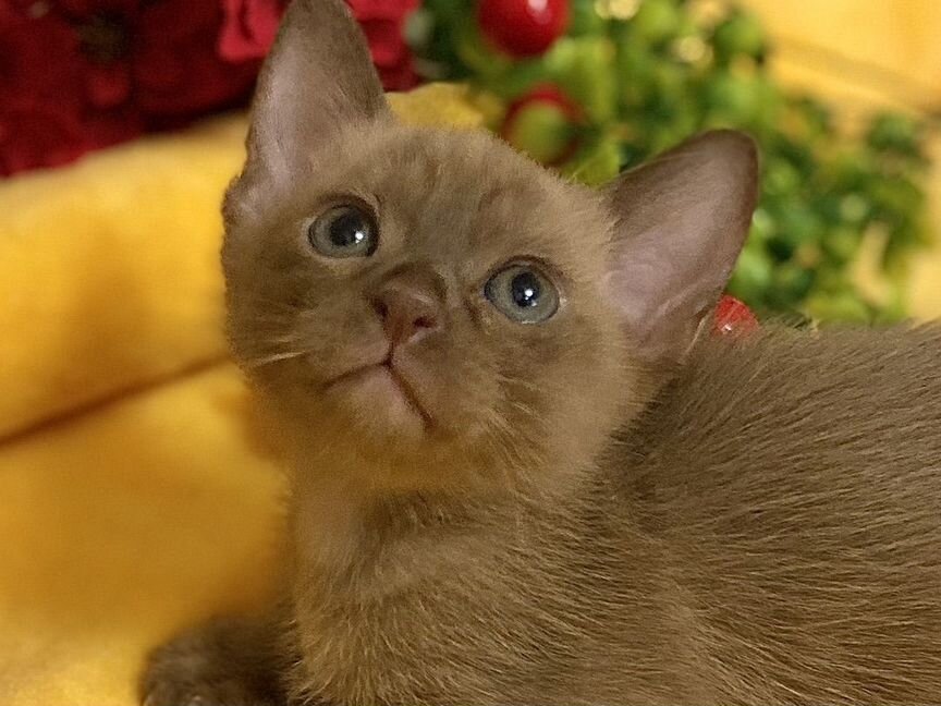 Бурмамальчик соболиного окраса