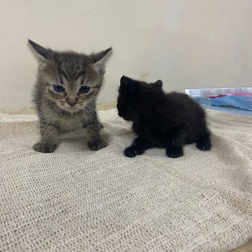 Котята в добрые руки 1,5 мес
