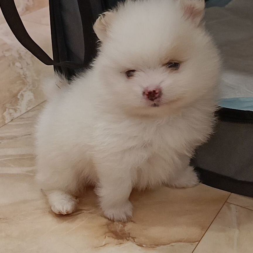 Померанский шпиц, щенок