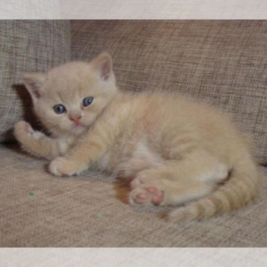 Британский короткошёрстный котёнок