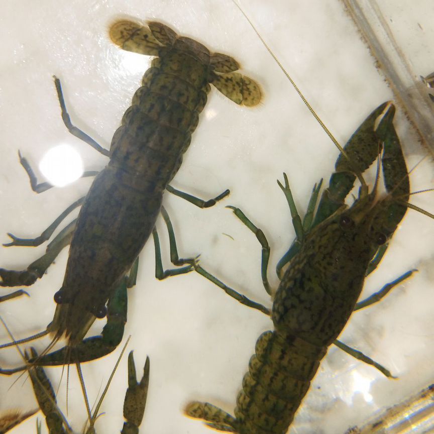 Раки кубинские "голубые"