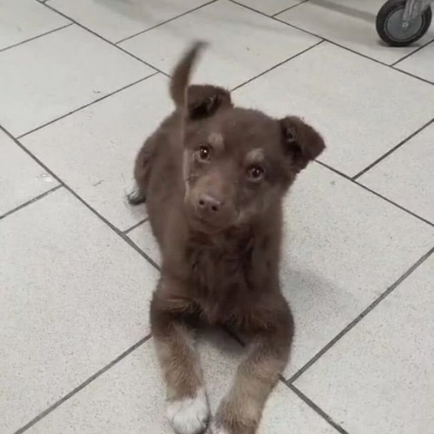 Щенок в добрые руки