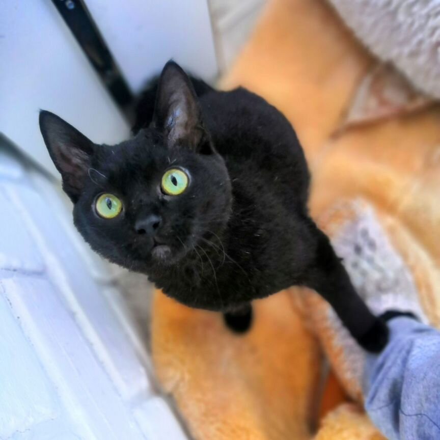 Котенок