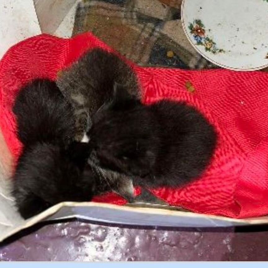Маленькие котята замерзают