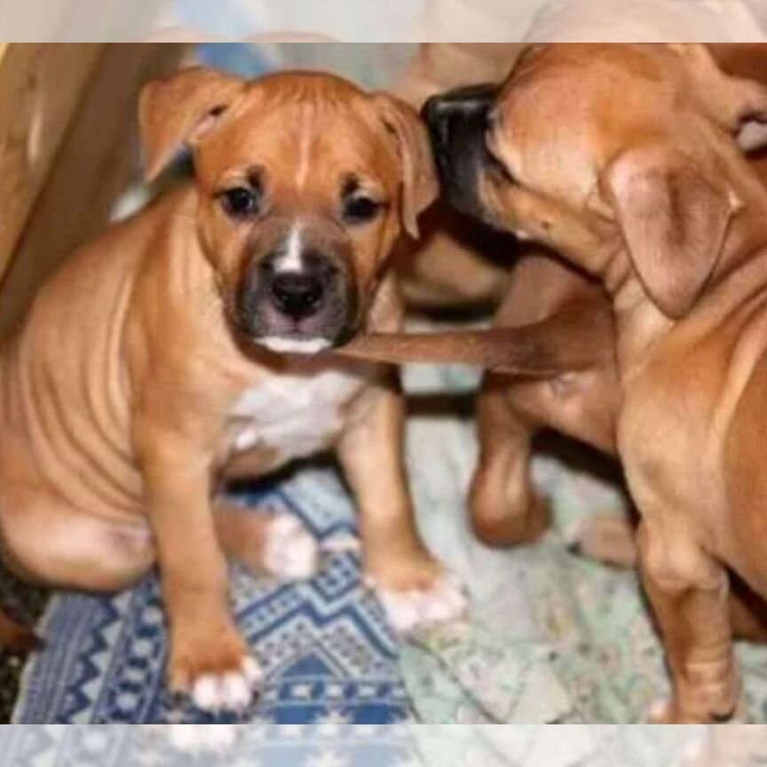 Американский стаффордширский терьер, щенок