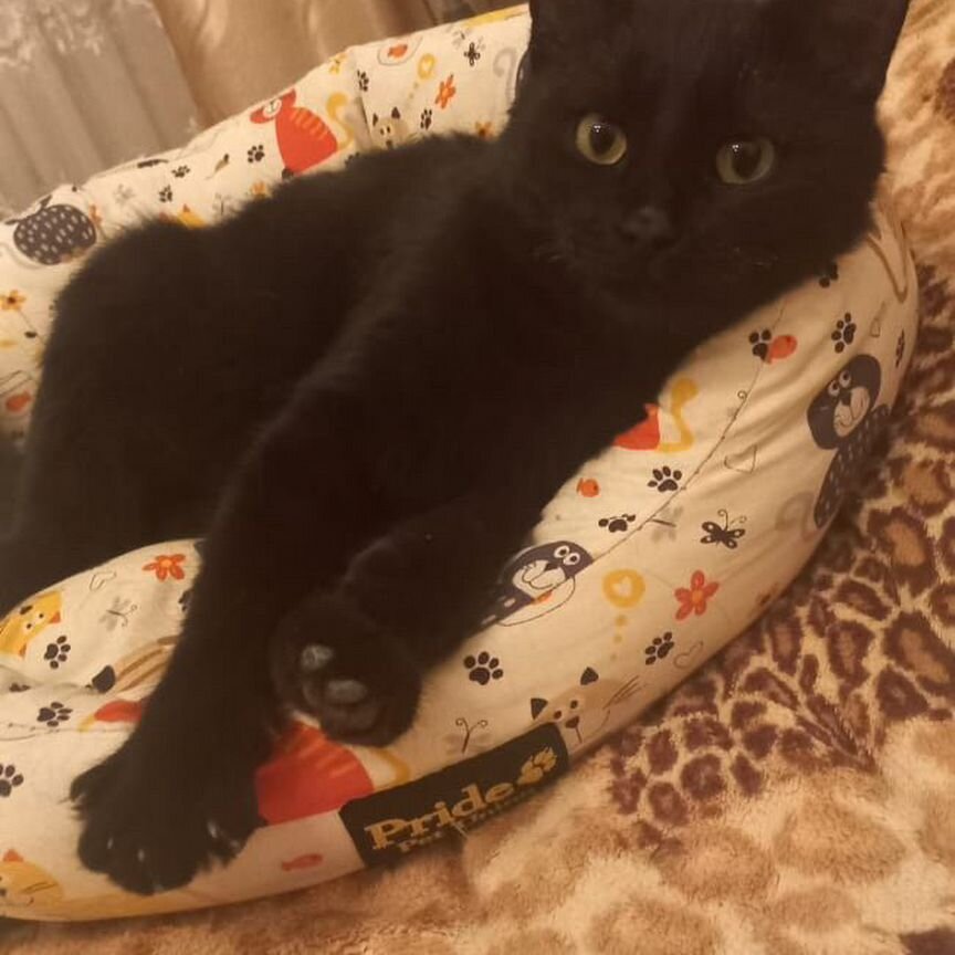 Черный котенок в добрые руки