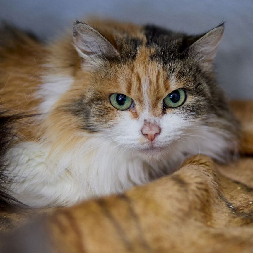 Взрослая, кошка в добрые руки