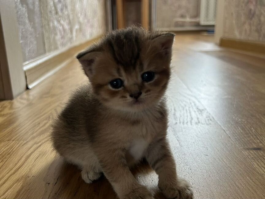 Шотландская вислоухая кошка