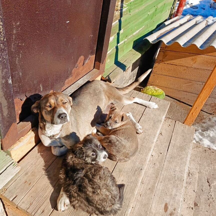 Отдаю щенят в добрые руки бесплатно