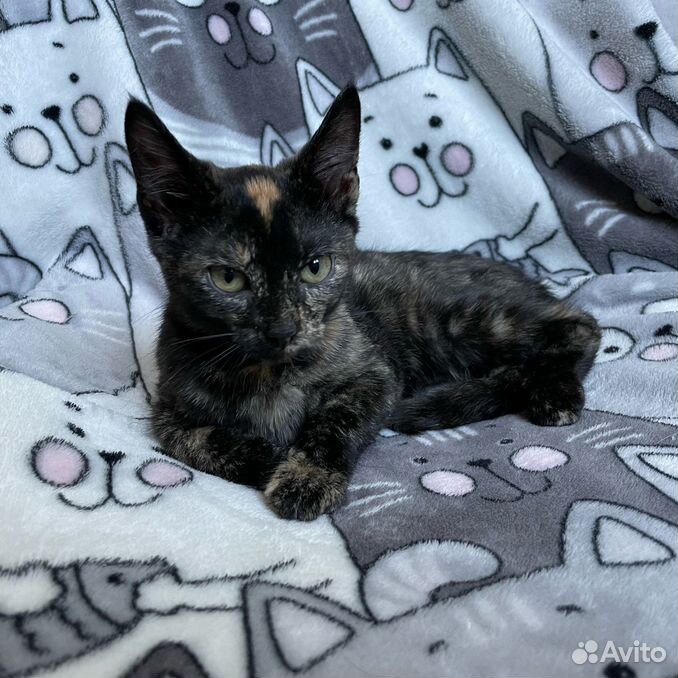 Девочка котенок черепахового окраса 3 мес