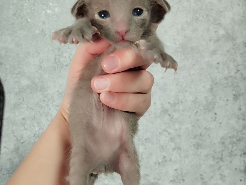 Ориентальные котята. Бронь