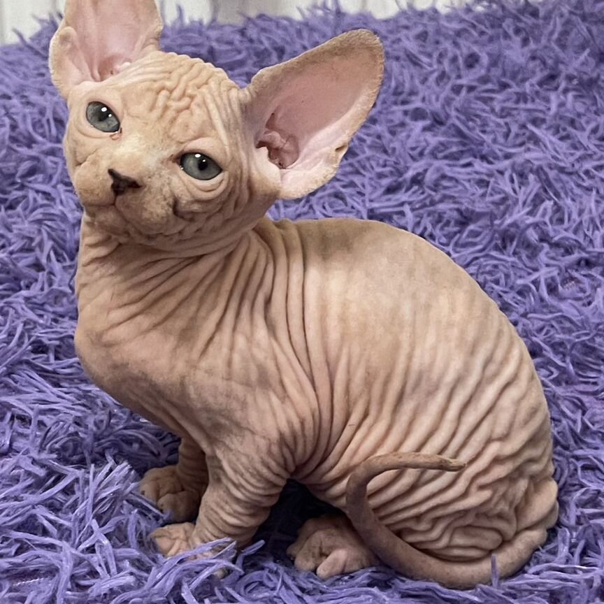 Канадский сфинкс котёнок