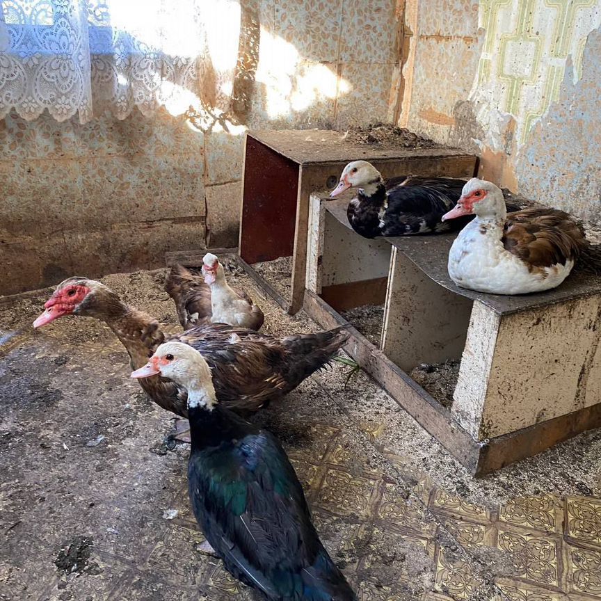 Семья индоуток