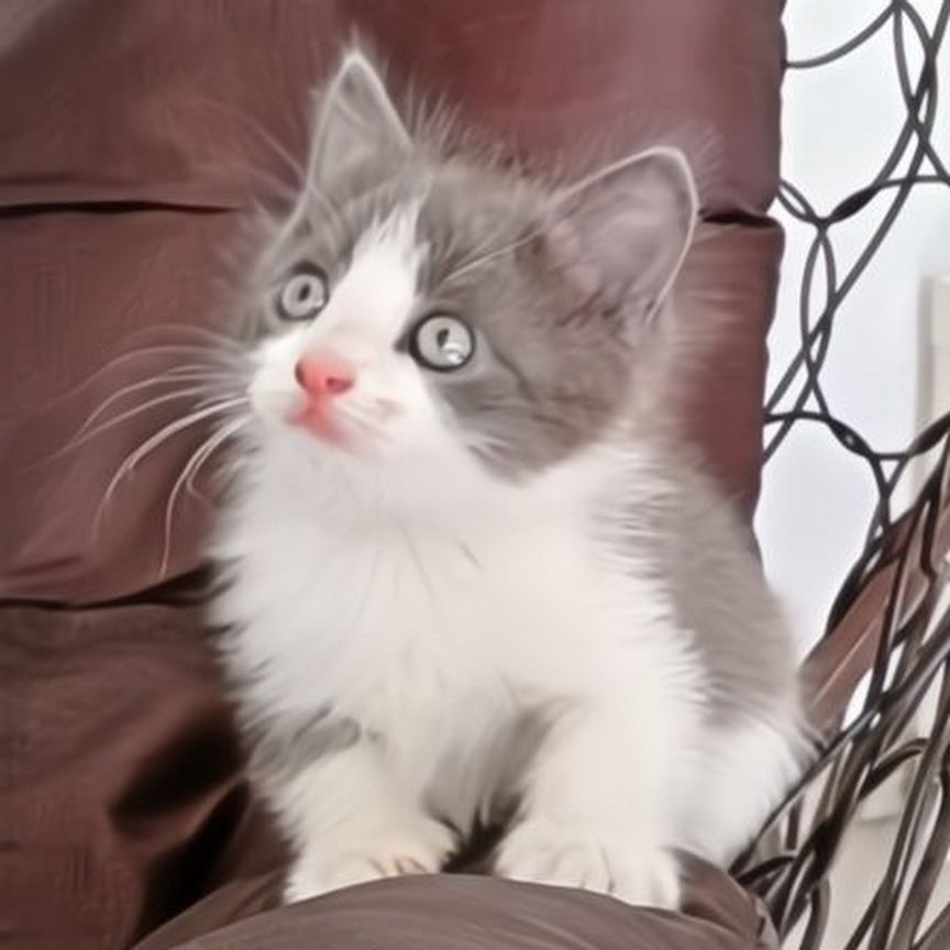 Котёнок в добрые руки