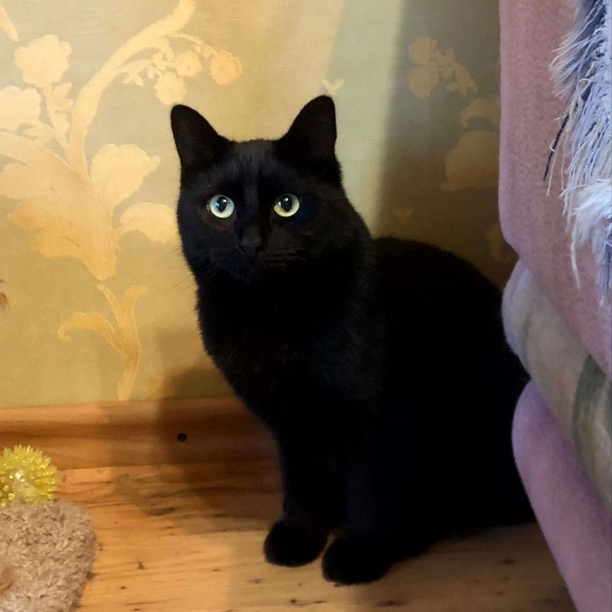 Чёрный котик