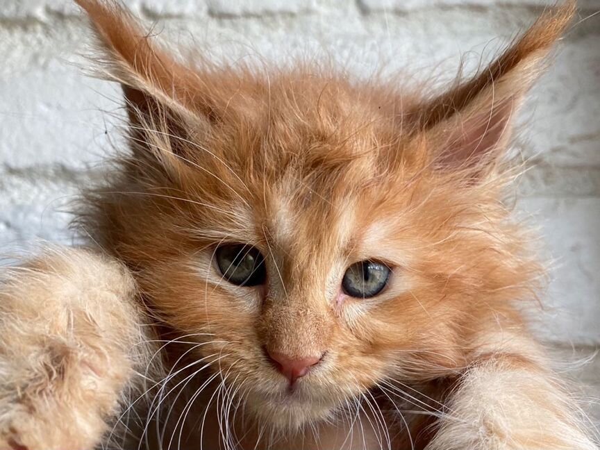 Мейн-кун красный мрамор