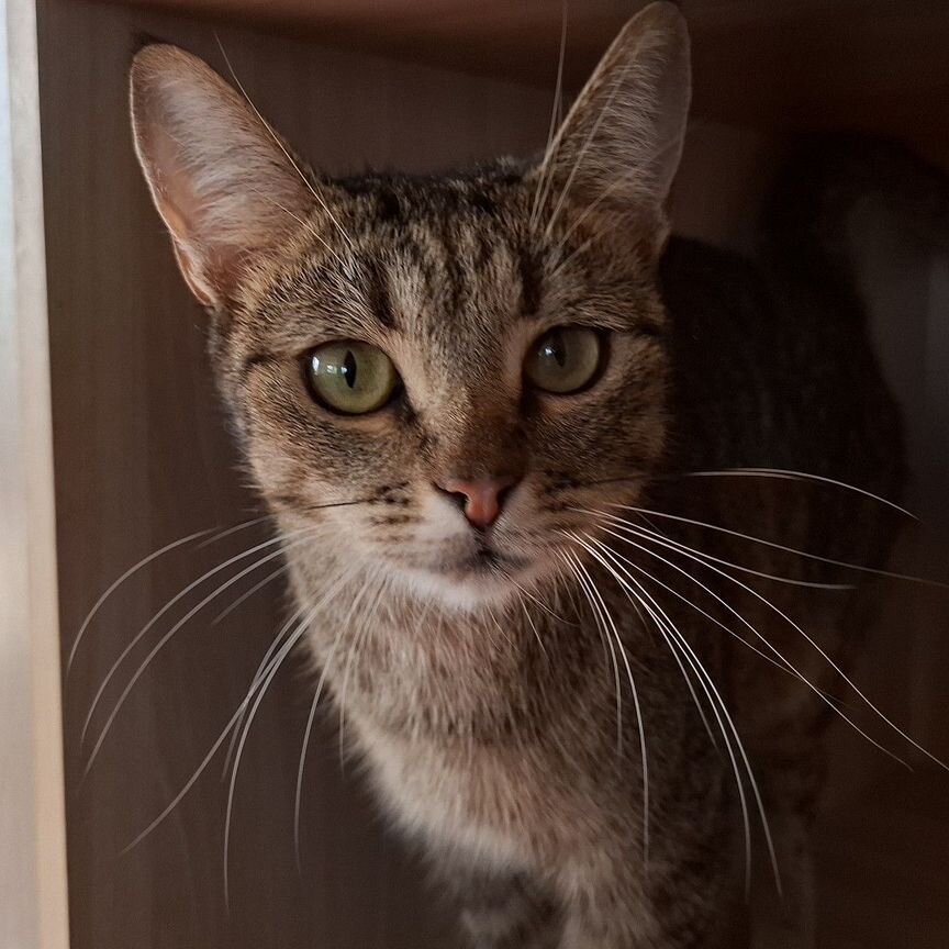 Кошка Мотя в добрые руки