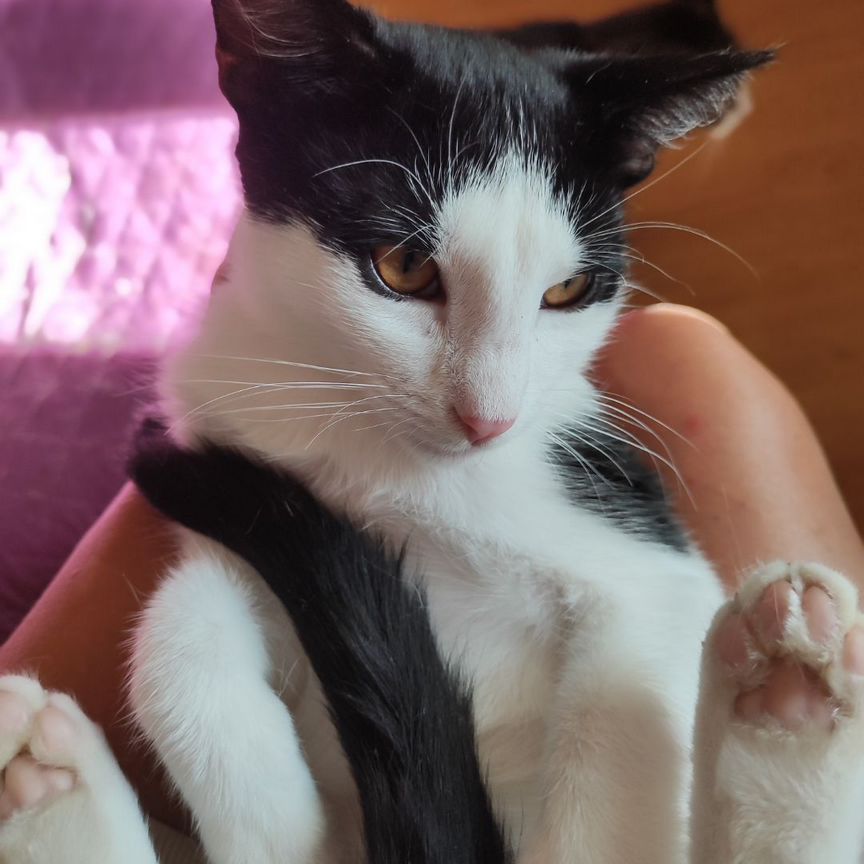 Котенок 4 месяца. Мальчик