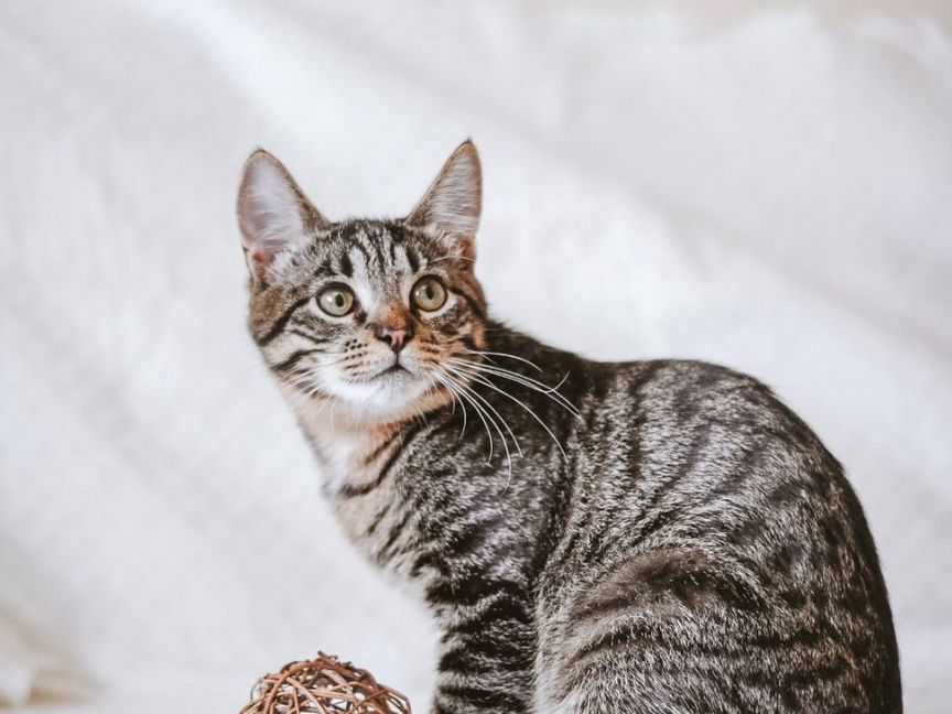 Лили в добрые руки