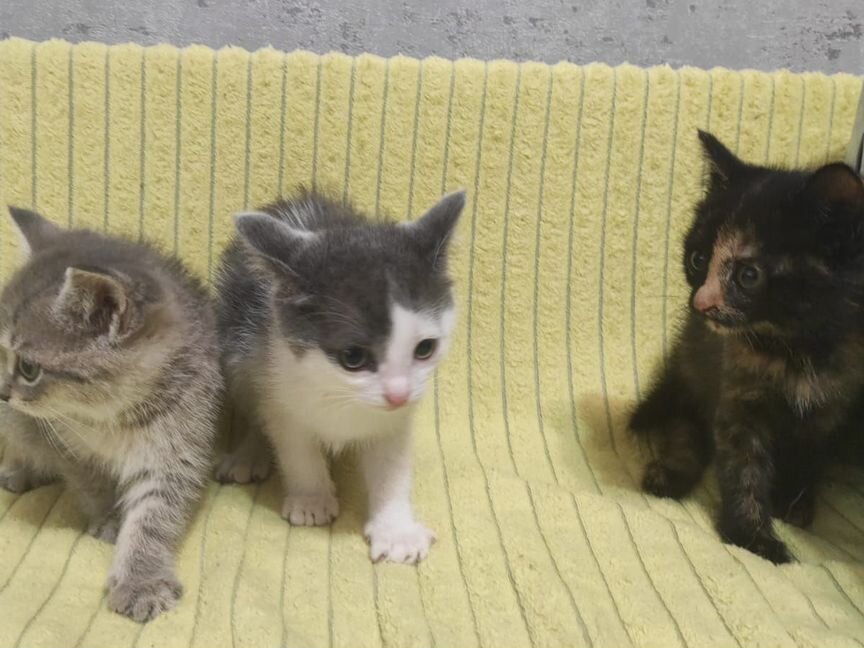 Котята в добрые руки