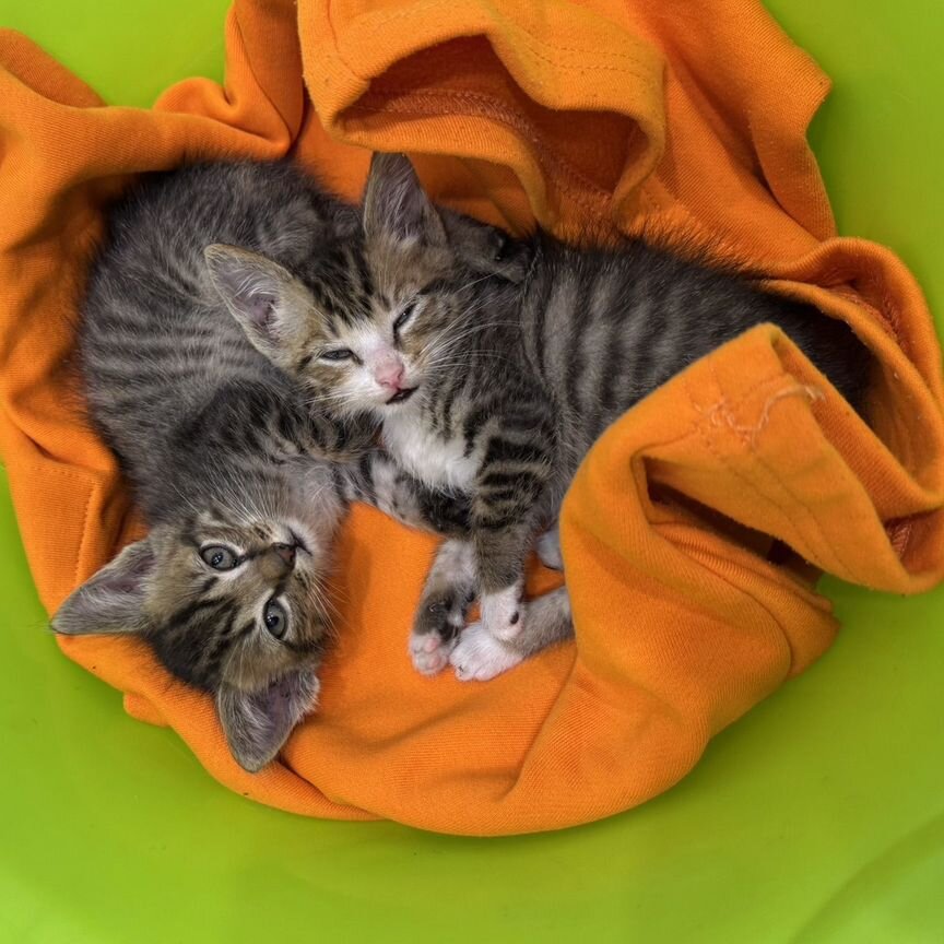 Котики