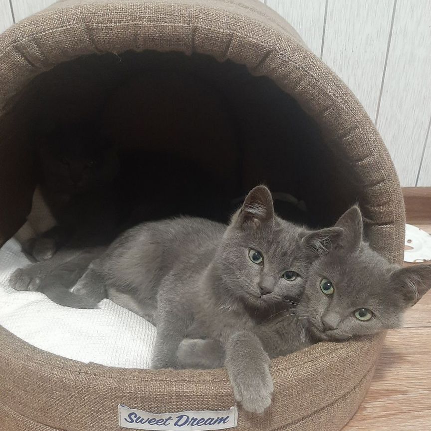 Отдам в добрые руки кошек