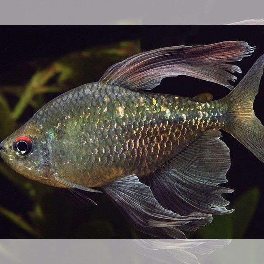 Тетра Бриллиантовая