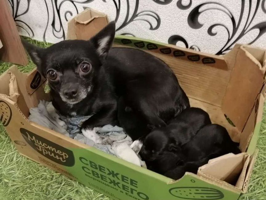 Щенок чихуахуа+гриффона