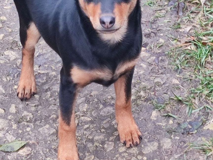 Щенки помесь болонки и цвергпинчера