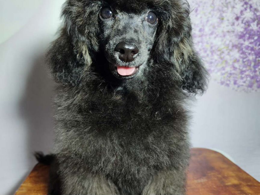 Той-пудель малыш