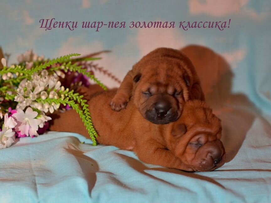 Щенки шарпей, само очарование