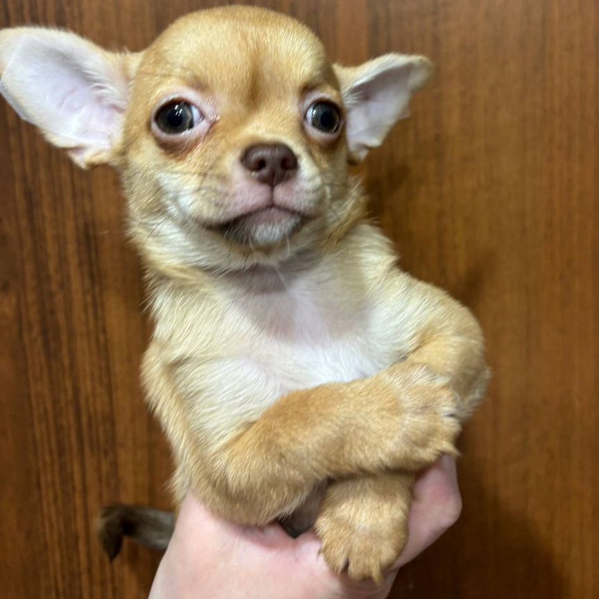 Чихуахуа, щенок