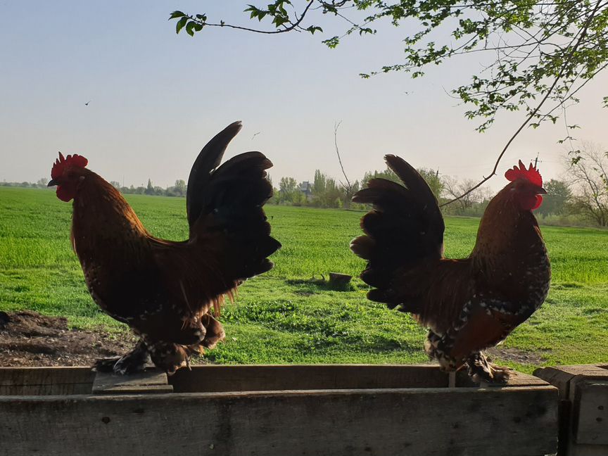 Мильфлёр петушки