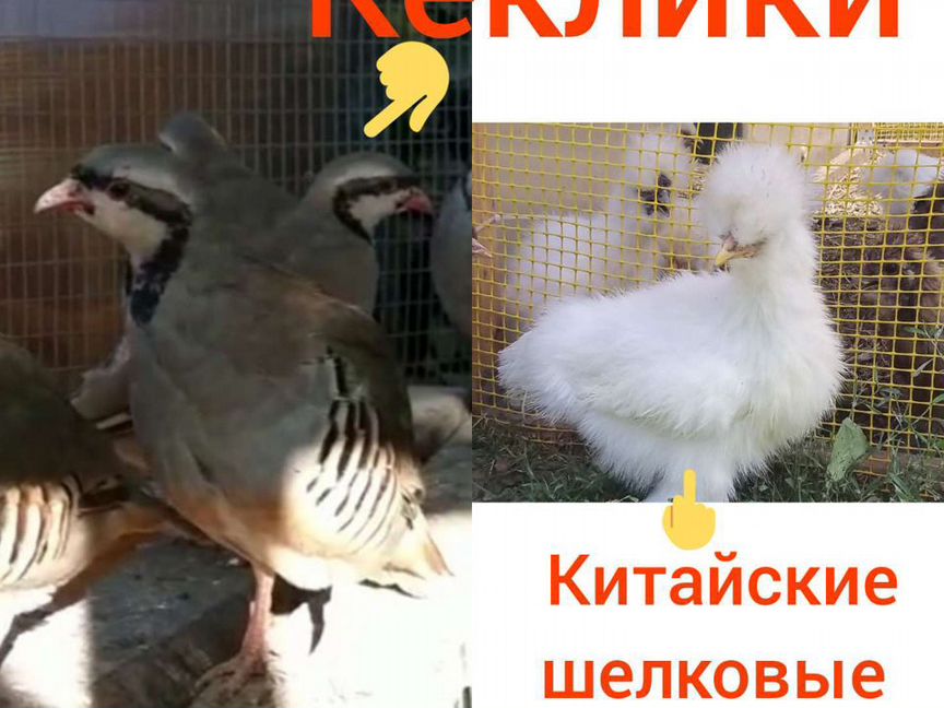 Куропатка (кеклик), курицы китайс