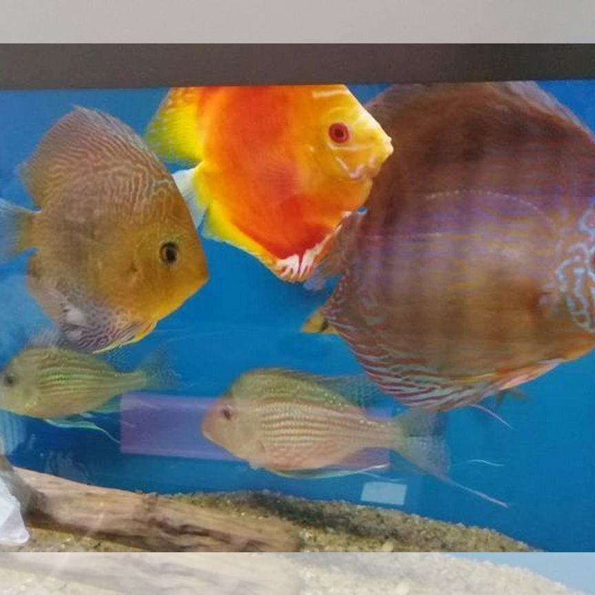 Дискусы, 4 штуки