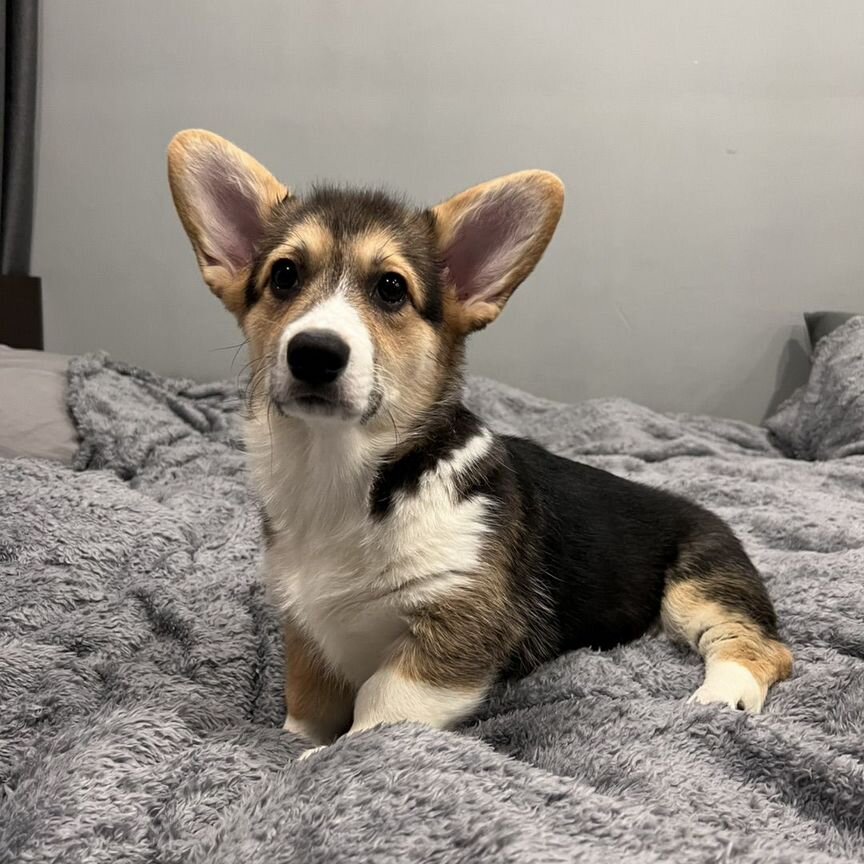 Вельш-корги пемброк девчонка