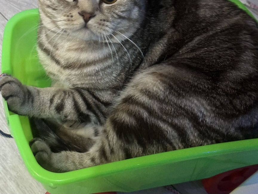 Отдам кота в добрые руки