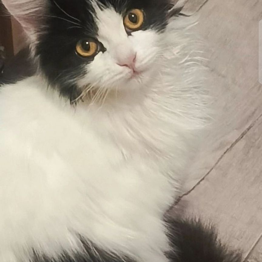 Отдам в добрые руки