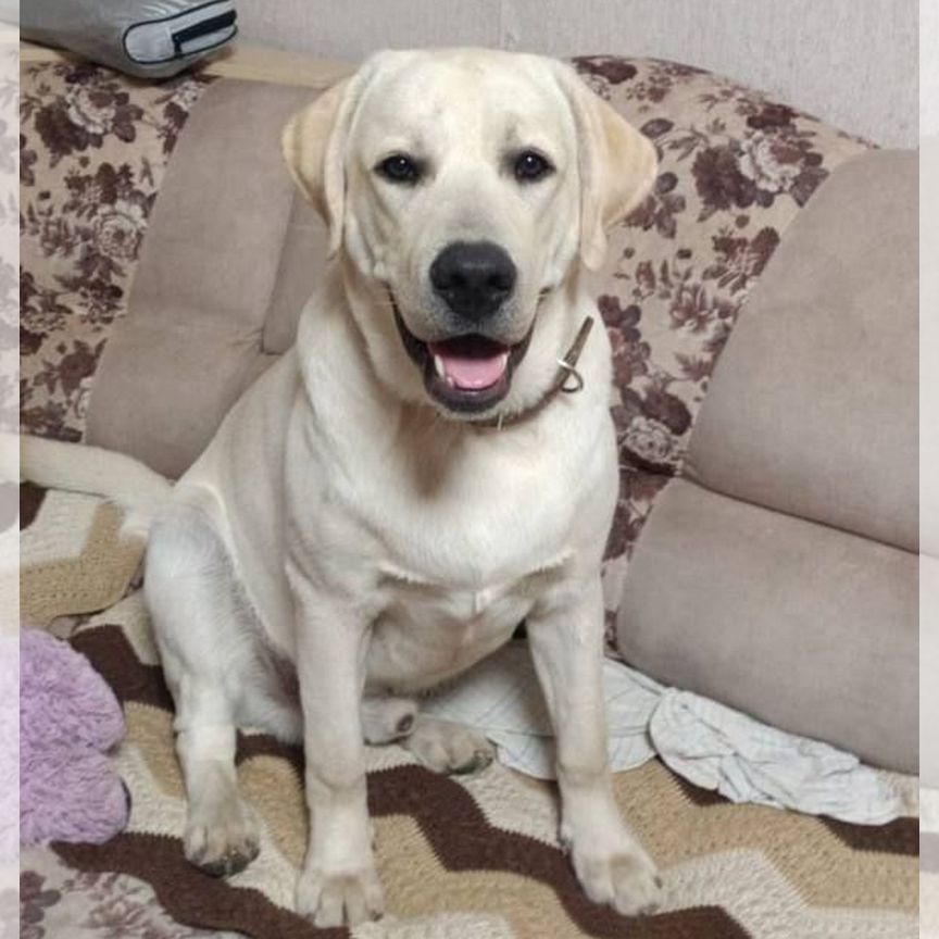 Лабрадор-ретривер, щенок